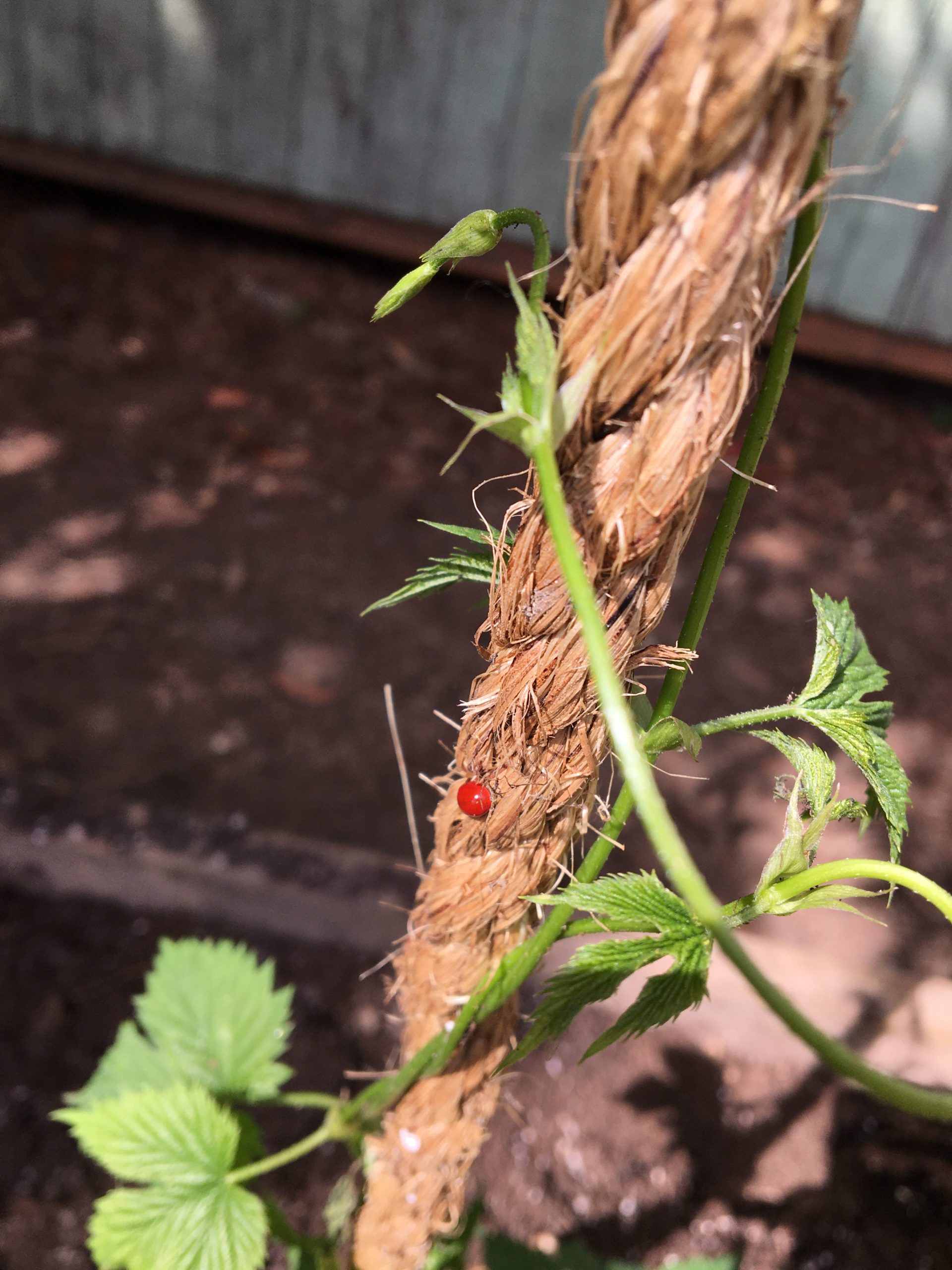 The Hop Vines – Yard Birds Blog